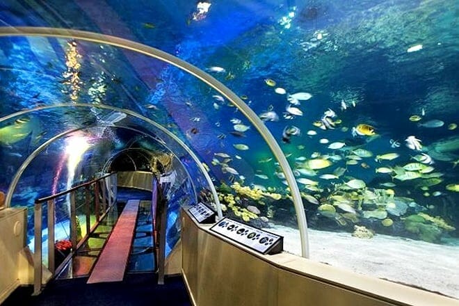 SEA LIFE Centre London Aquarium