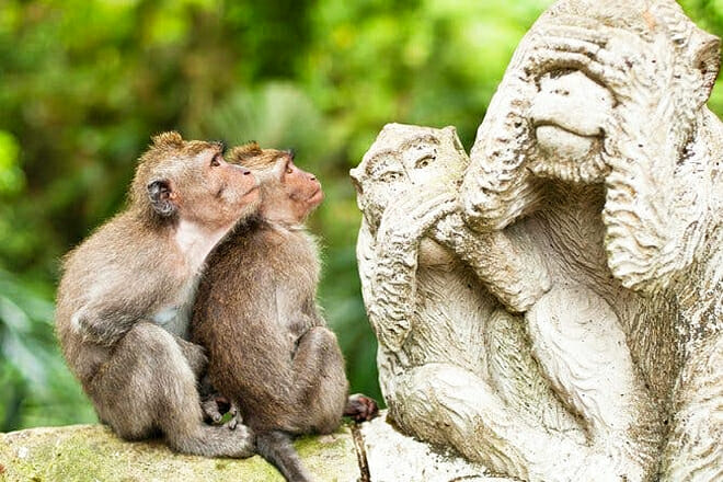 Sacred Monkey Forest Sanctuary
