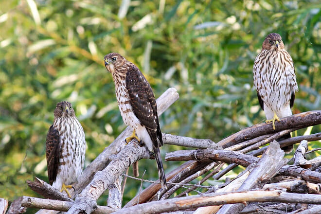 Shipley Nature Center