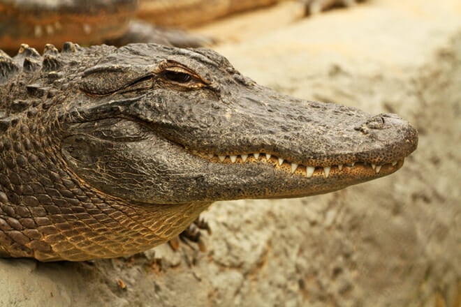 The Little Rock Zoo — West Little Rock