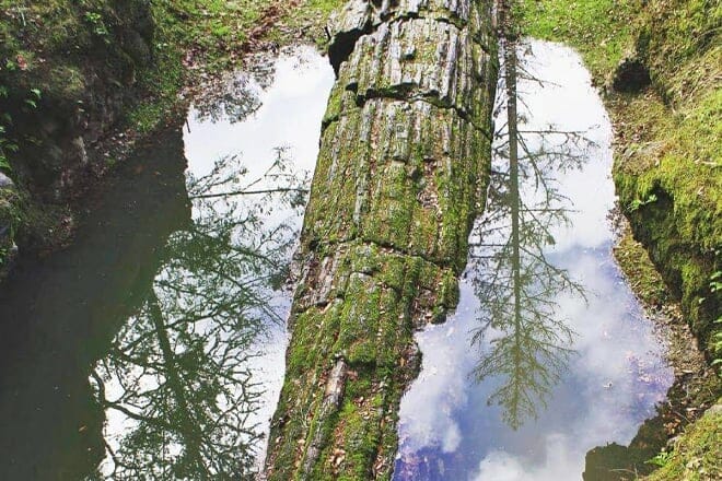 The Petrified Forest — Calistoga