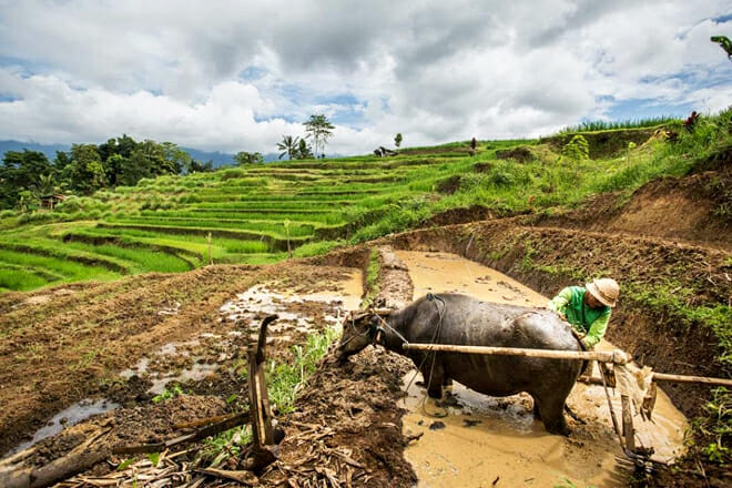 The Tegallalang And Jatiluwih Rice Terraces &mdash; Jatiluwih