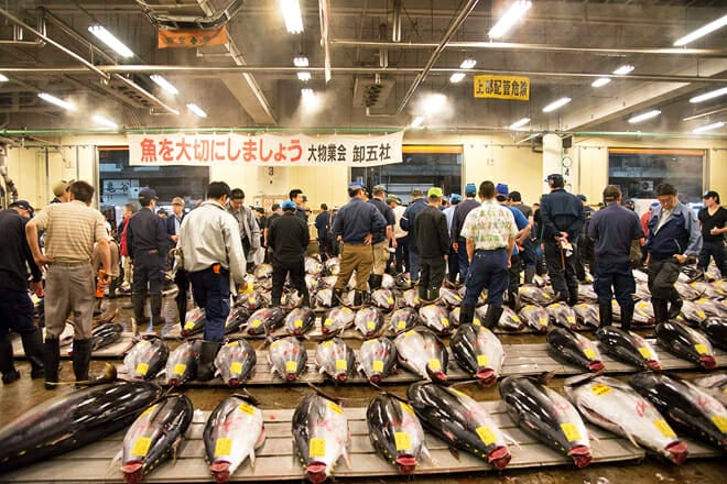 Toyosu Market &mdash; Toyosu