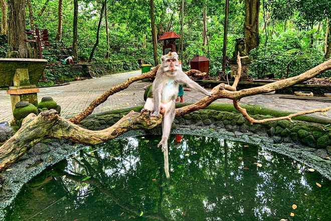 Ubud Monkey Forest &mdash; Gianyar