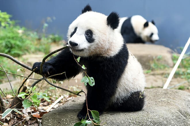 Ueno Zoo &mdash; Taito