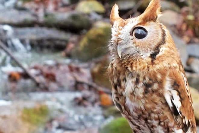 WNC Nature Center &mdash; West Asheville