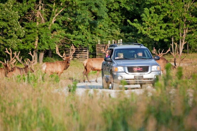 Wildlife Safari Park &mdash; Ashland