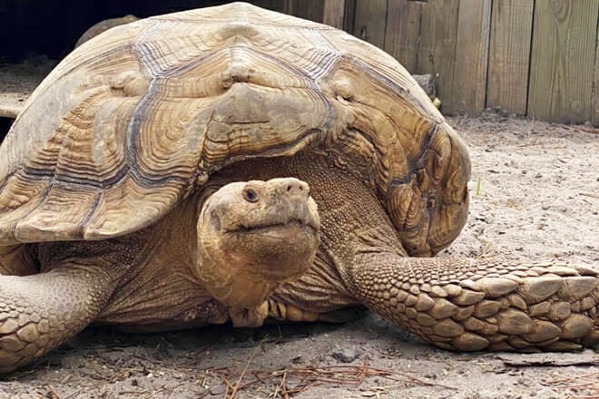 Zooworld Panama City Beach &mdash; Laguna Beach