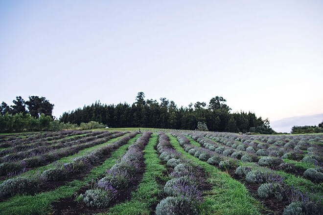 Ali&rsquo;i Kula Lavender Farm