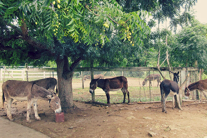 Antigua&rsquo;s Donkey Sanctuary &mdash; Bethesda St. Paul