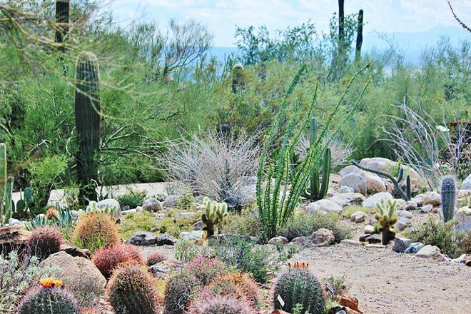 Arizona-Sonora Desert Museum