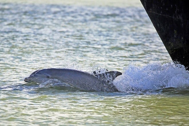 Baywatch Dolphin Tours