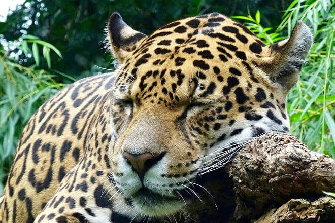 Belize Zoo