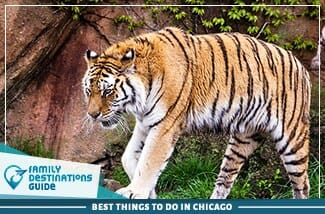 Best Things To Do In Chicago