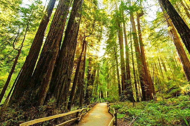 Big Basin Redwoods State Park