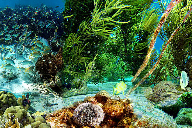 Bonaire National Marine Park