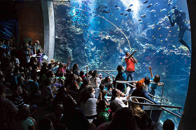 California Academy Of Sciences