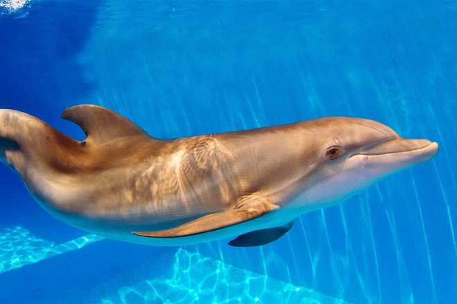 Clearwater Marine Aquarium