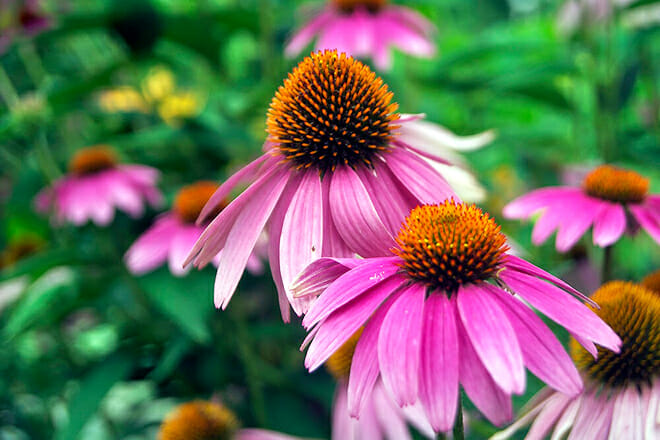 Cleveland Botanical Garden