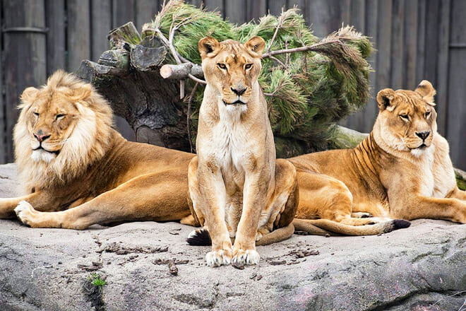 Cleveland Metroparks Zoo