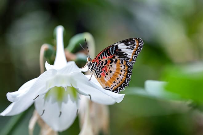 Cockrell Butterfly Center