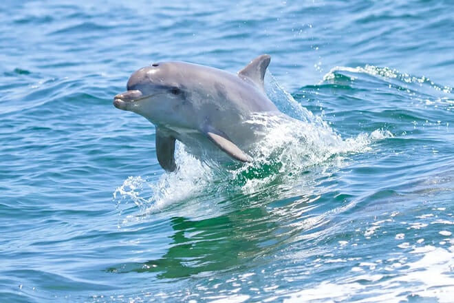 Destin Dolphin Cruises