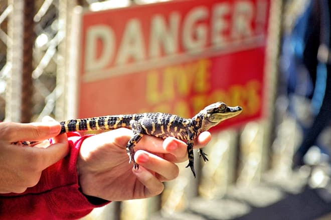 Fudpucker&rsquo;s Gator Beach