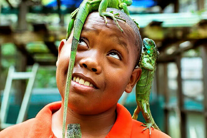 Green Iguana Conservation Project
