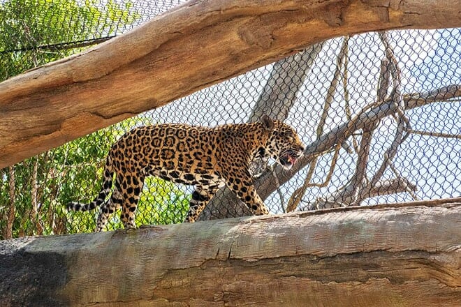 Houston Zoo