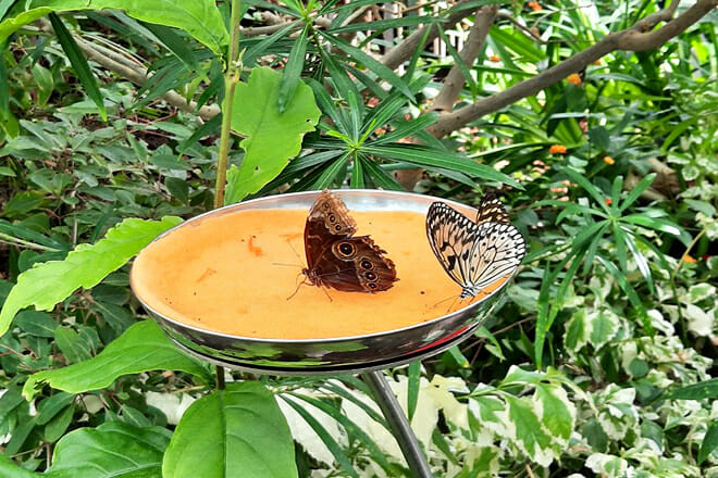 Montreal Insectarium