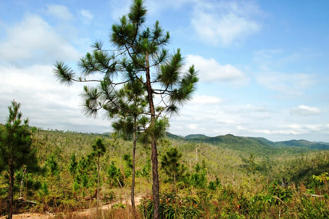 Mountain Pine Ridge Forest Reserve