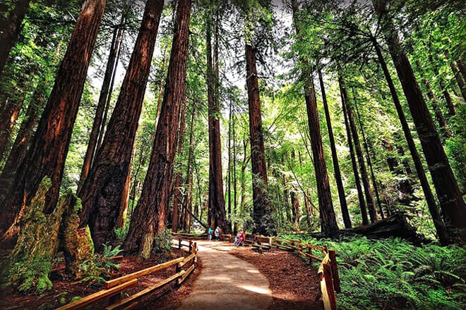 Muir Woods National Monument