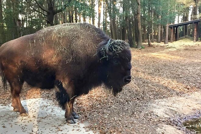 Oatland Island Wildlife Center