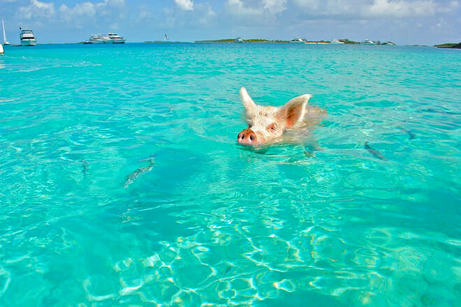 Pig Beach
