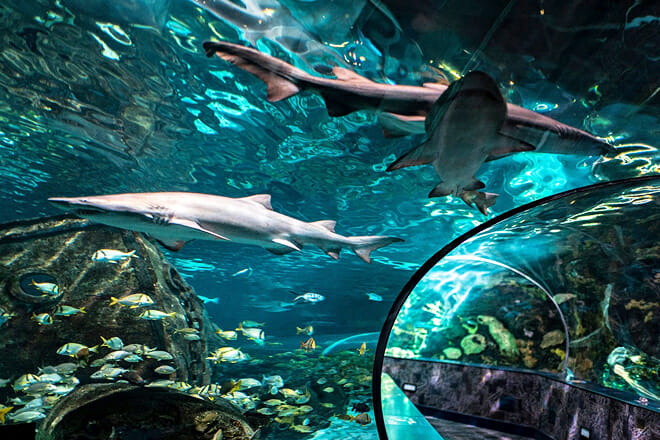Ripley&rsquo;s Aquarium of the Smokies