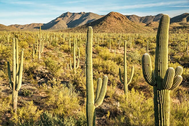 Saguaro National Park