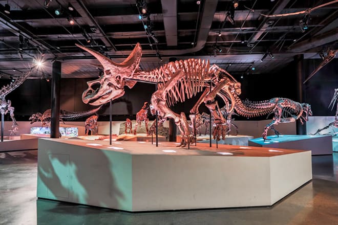 The Houston Museum of Natural Science