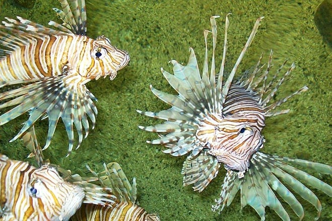 The University of Georgia Aquarium