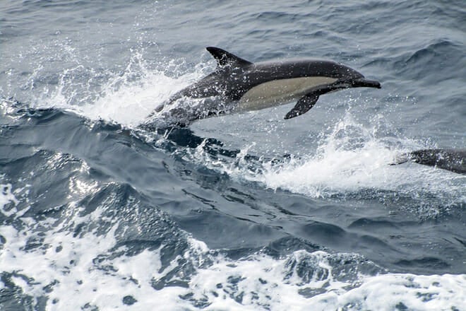 Whale and Dolphin Watching Cruise