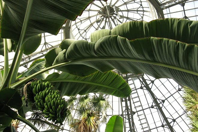 Allan Gardens Conservatory