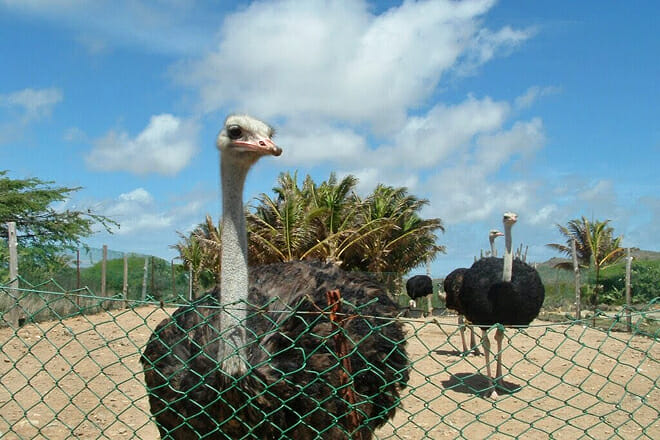 Aruba Ostrich Farm &mdash; Paradera