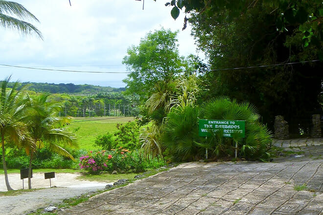 Barbados Wildlife Reserve &mdash; Benny Hall, St. Peter