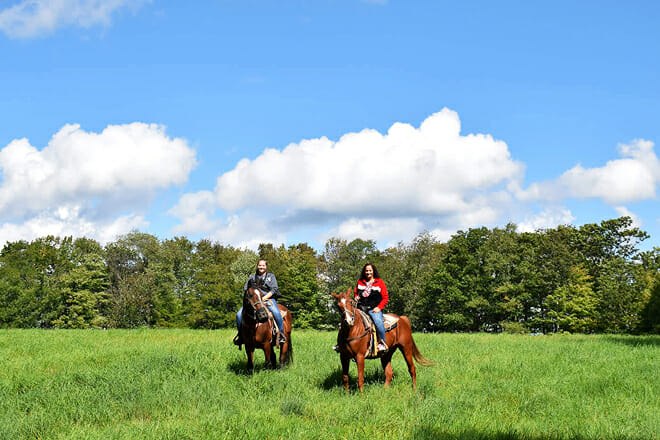 Daisy Field Farm &mdash; White Haven