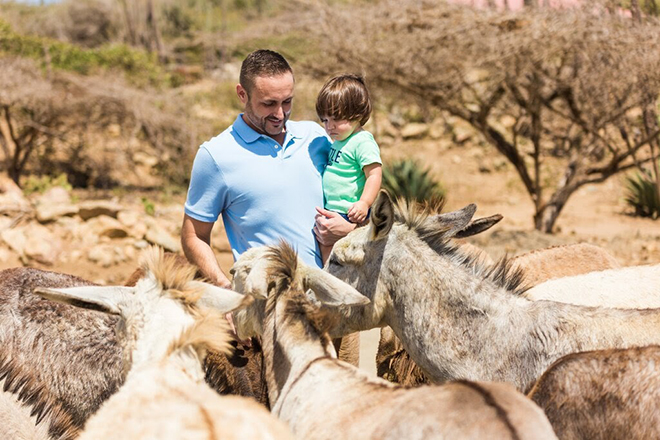 Donkey Sanctuary Aruba &mdash; Santa Cruz