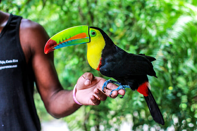 Jaguar Rescue Center