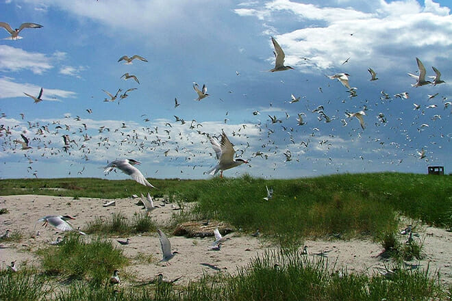 Monomoy National Wildlife Refuge