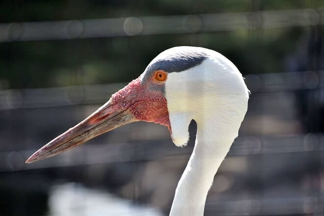 NEW Zoo & Adventure Park