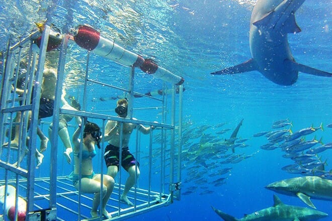 North Shore Shark Adventures