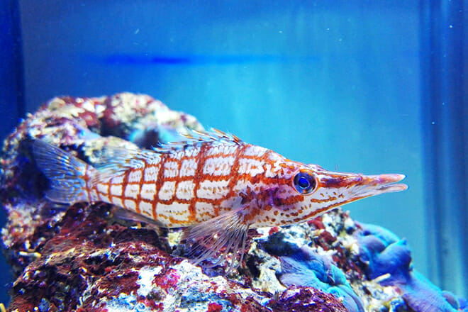 Puntarenas Marine Park