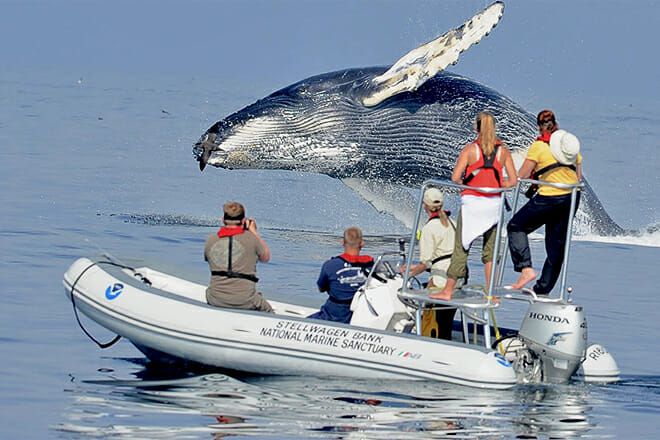 Stellwagen Bank Marine Sanctuary